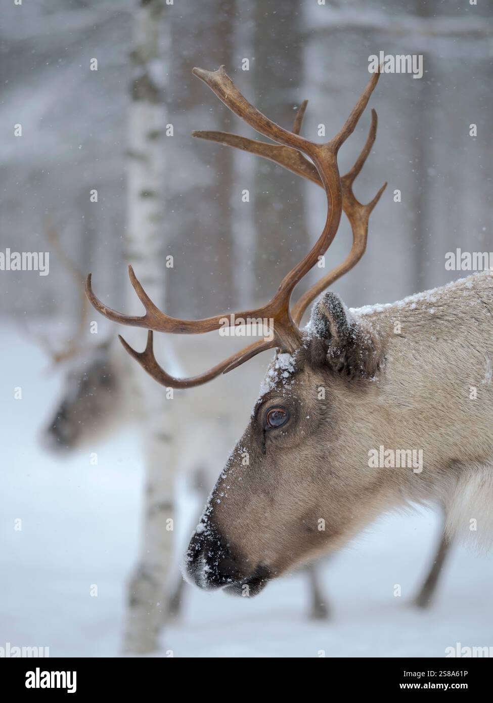Reindeer covered with snow during the arctic winter. Reindeer Farm near ...