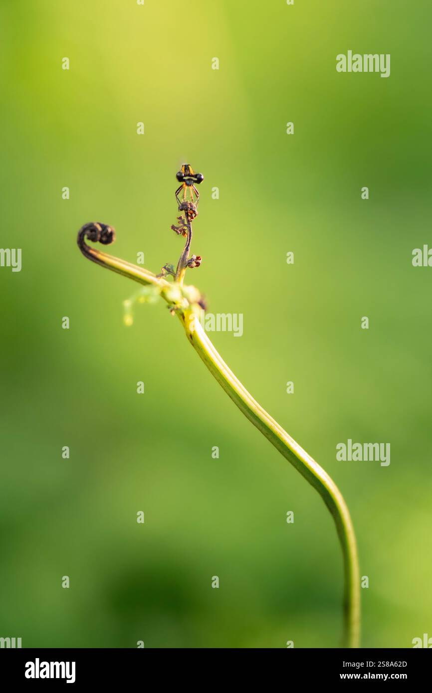 Nososticta solid hi-res stock photography and images - Alamy