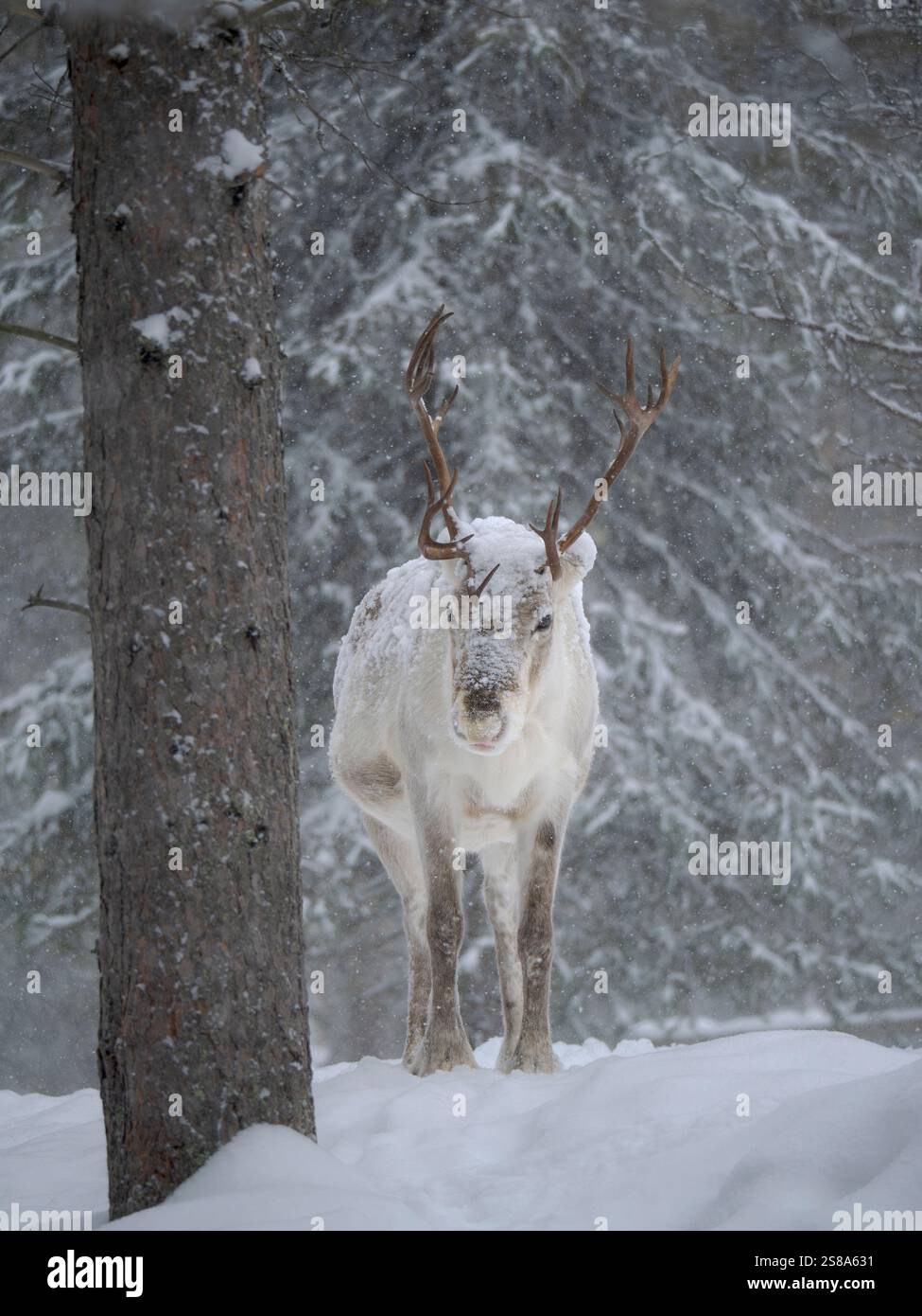 Reindeer covered with snow during the arctic winter. Reindeer Farm near ...