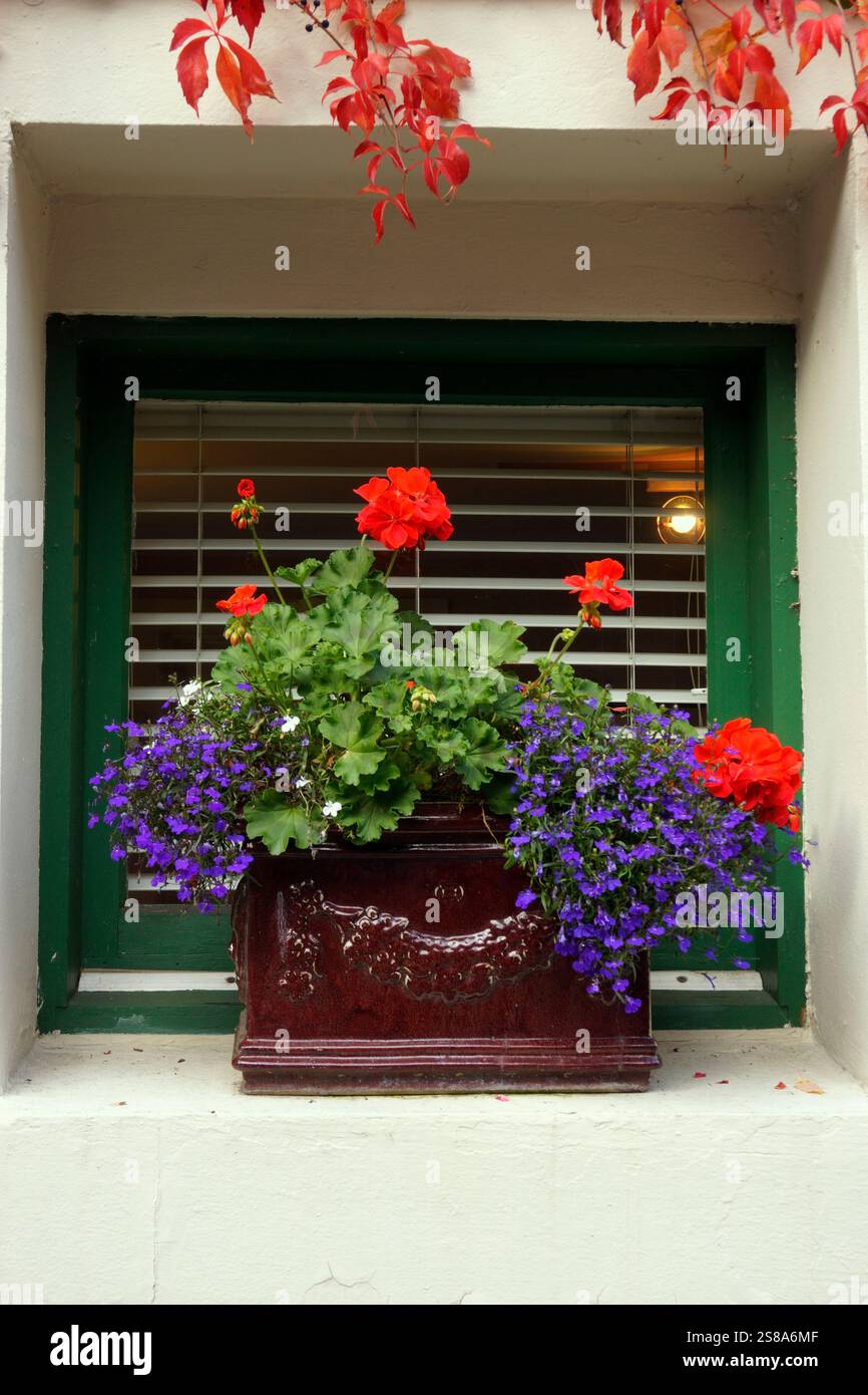Red geraniums and dark blue miniature geraniums growing in a ceramic ...