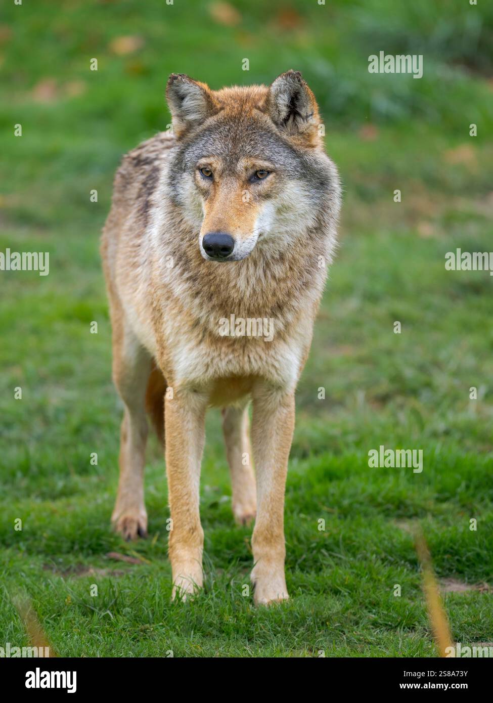 Gray wolf in the wildlife center (Hortobagyi Vadaspark) of the National ...