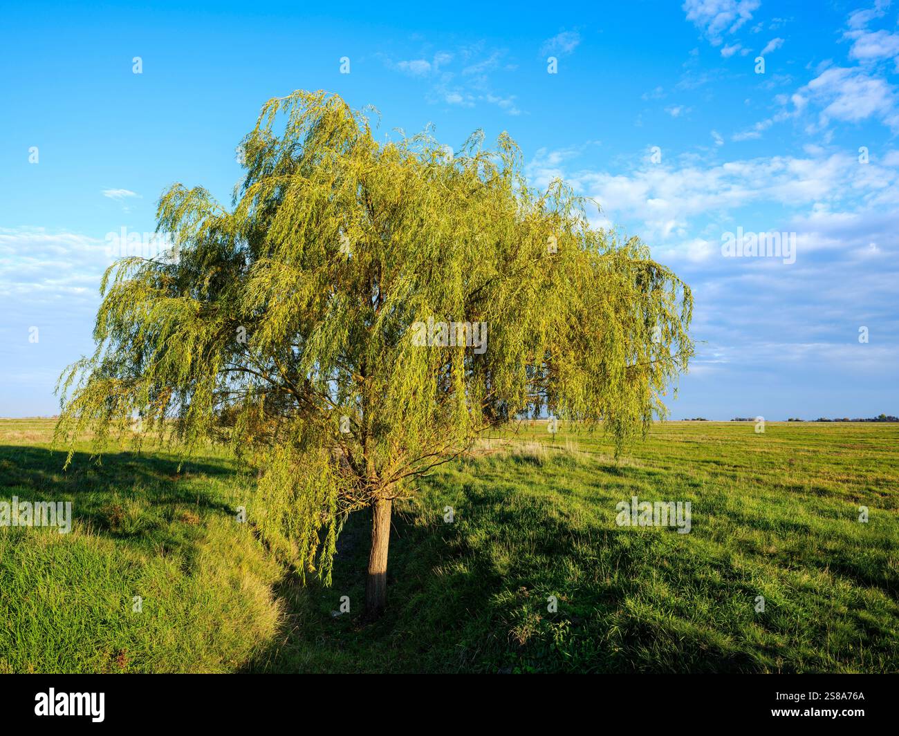 The Egyek Puszta with willow trees at an old drainage channel. National ...