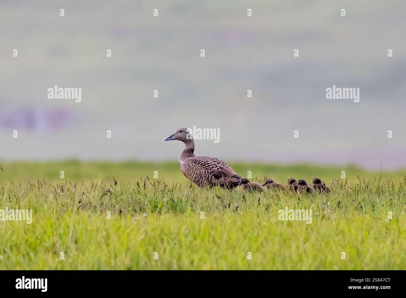 Female eider duck with chicks in Iceland Stock Photo - Alamy
