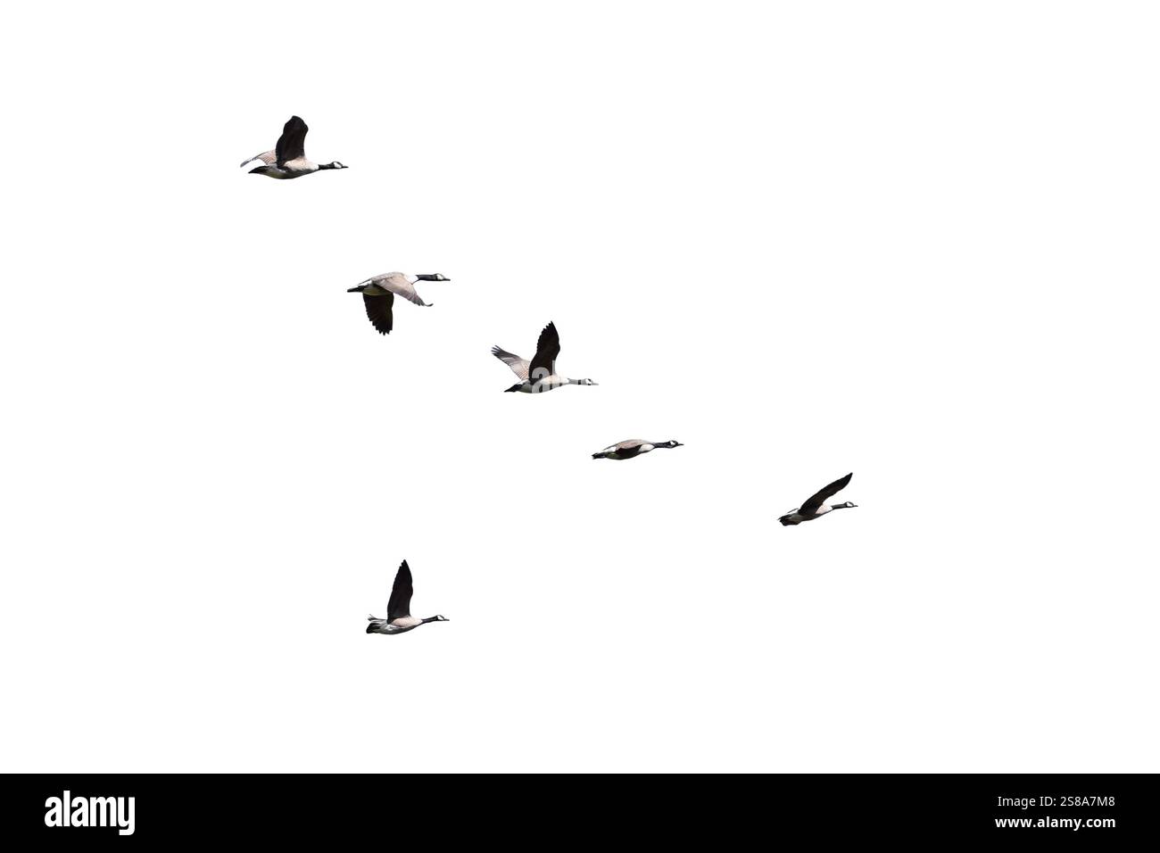 V shaped wings Cut Out Stock Images & Pictures - Alamy