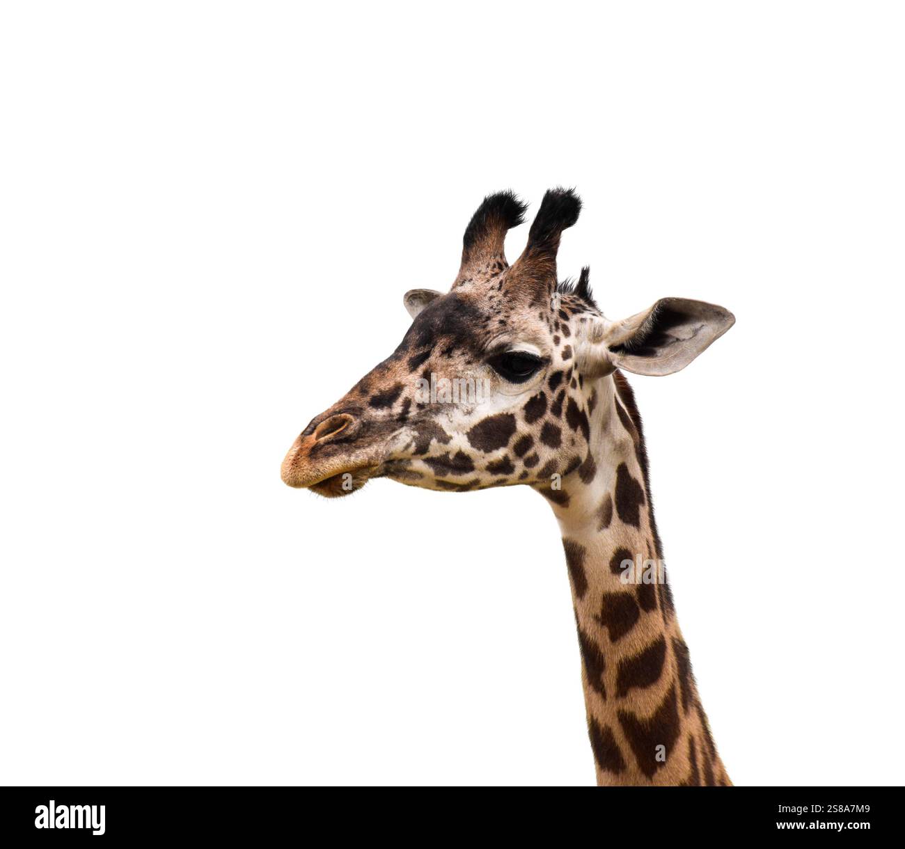 Closeup side portrait of giraffe isolated cutout on white Stock Photo ...