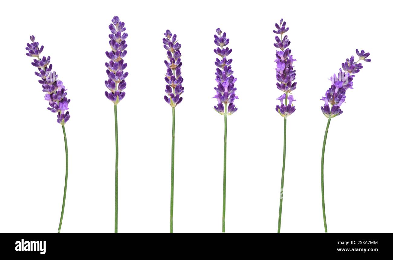 Multiple purple lavender flower stems isolated cutout on white Stock ...