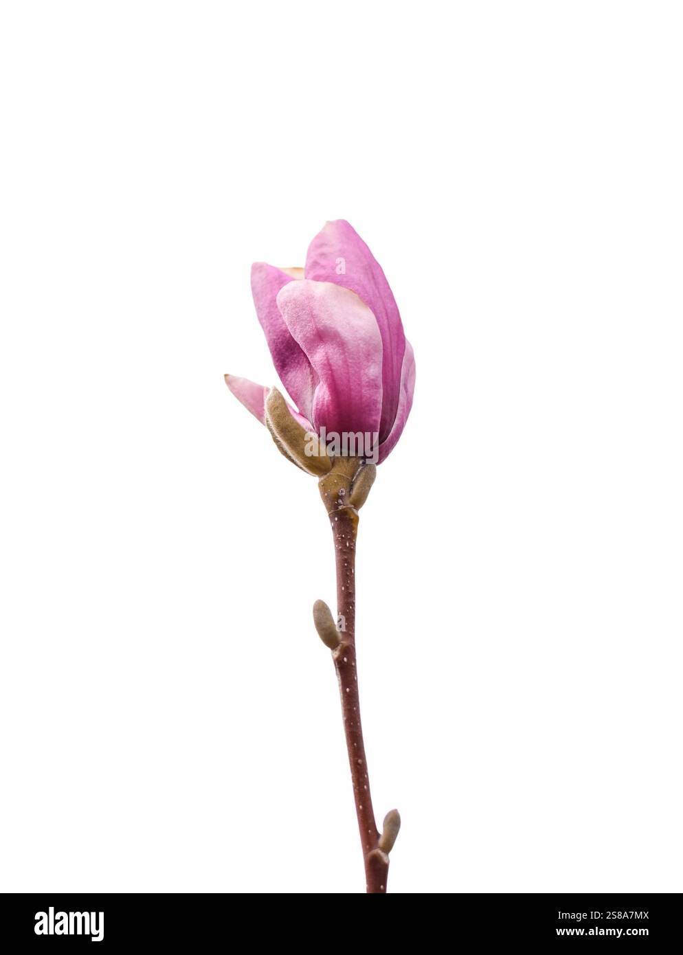 Single stem with one pink magnolia flower bud isolated cutout Stock ...