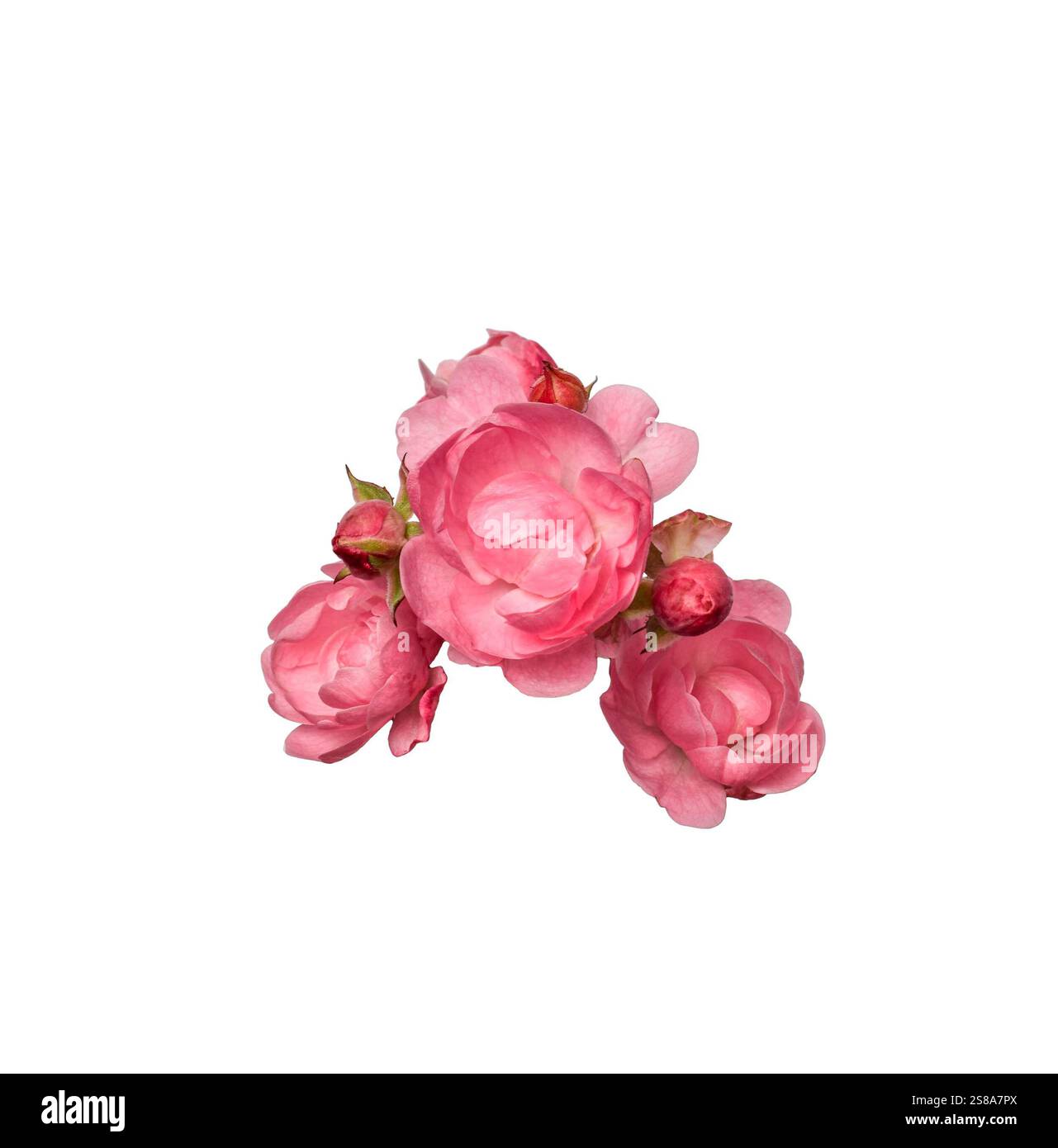 Cluster pink roses Cut Out Stock Images & Pictures - Alamy