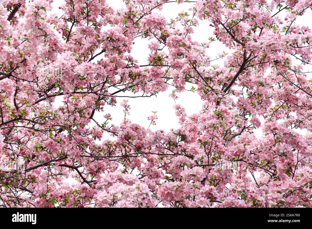 Pink spring blossom branches isolated cutout on white Stock Photo - Alamy