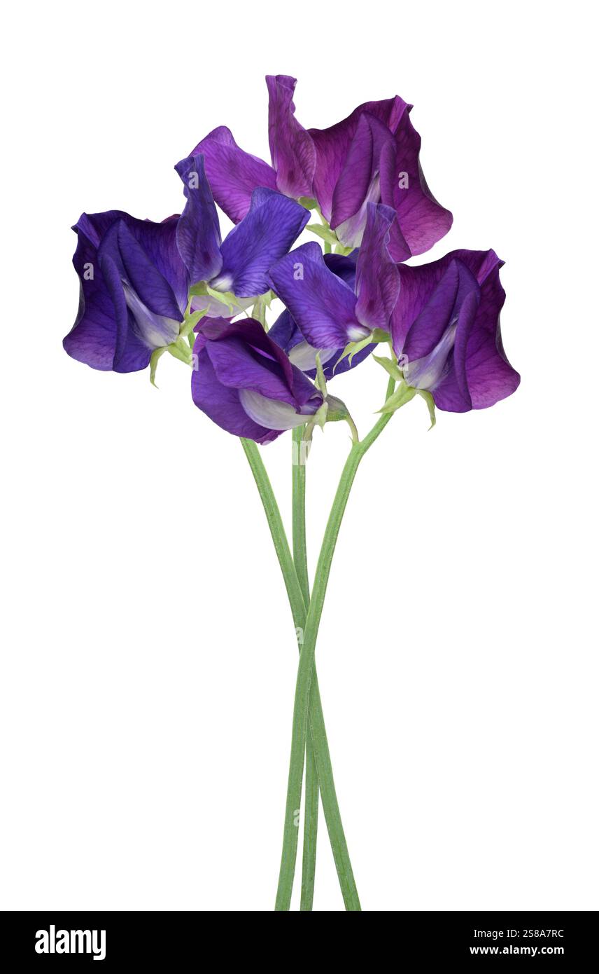 Purple Sweet Pea flower bunch isolated cutout on white Stock Photo - Alamy