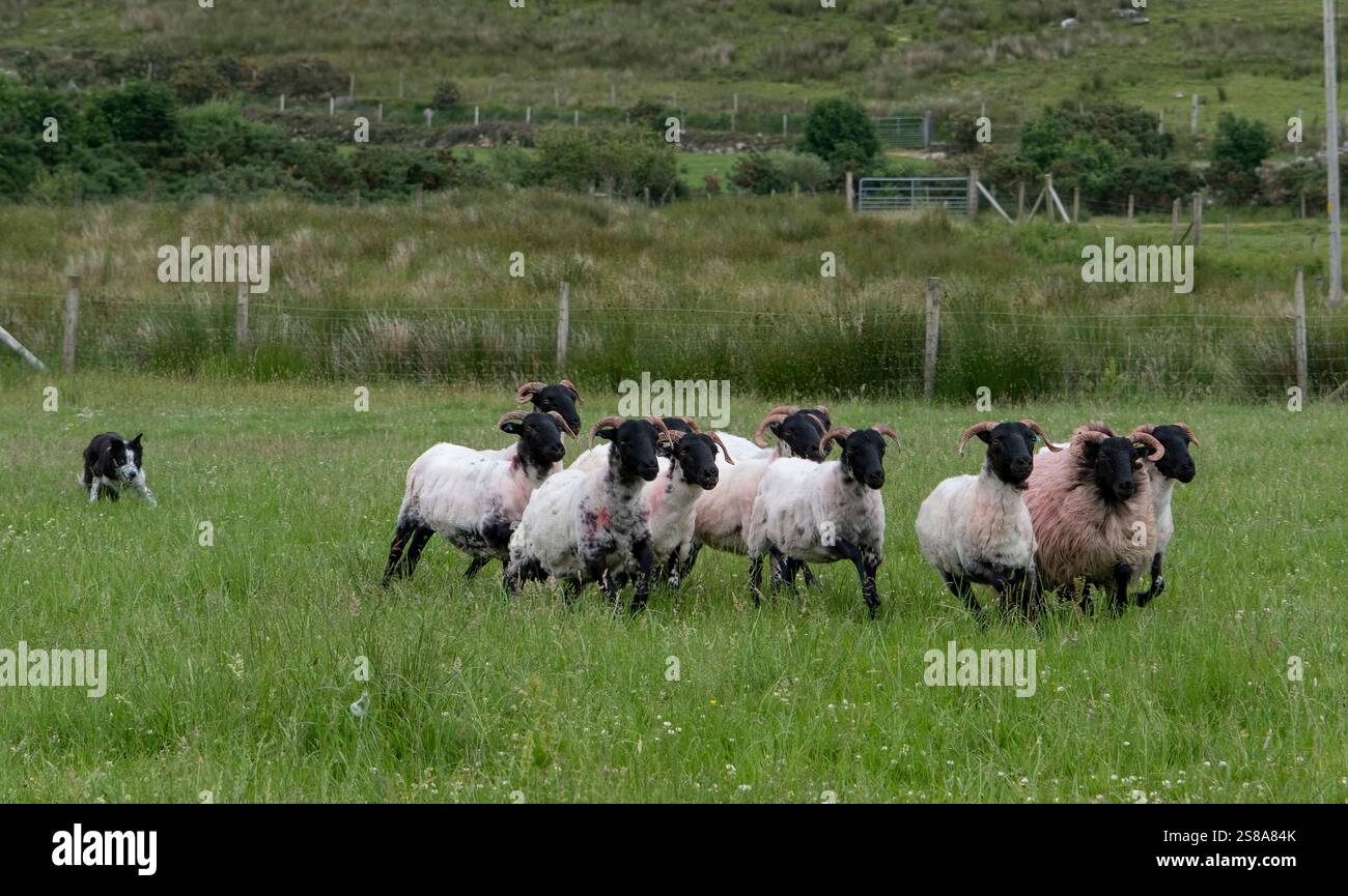 Highly trained border collie is used to herd sheep on an Irish sheep ...