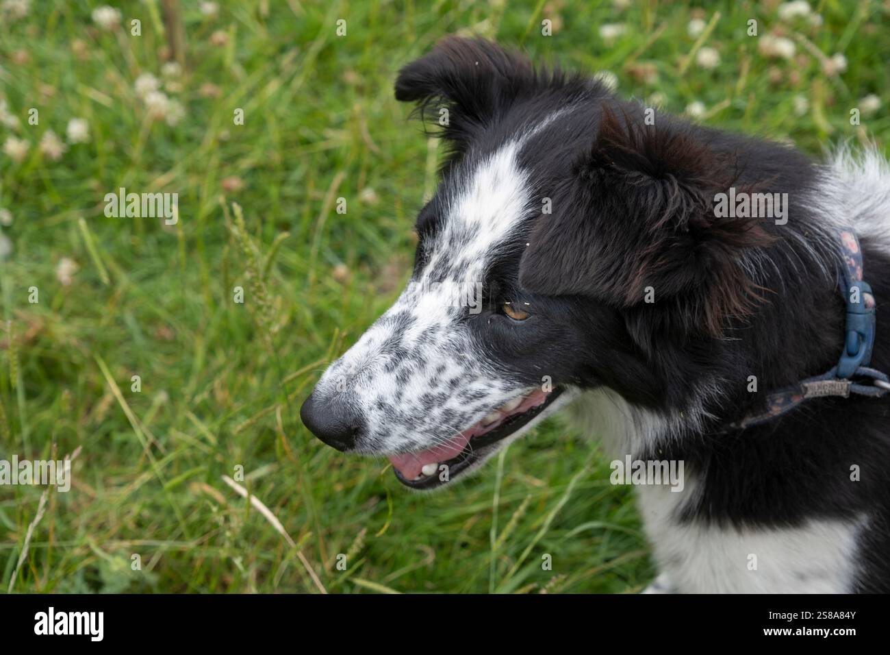 Highly trained border collie is used to herd sheep on an Irish sheep ...