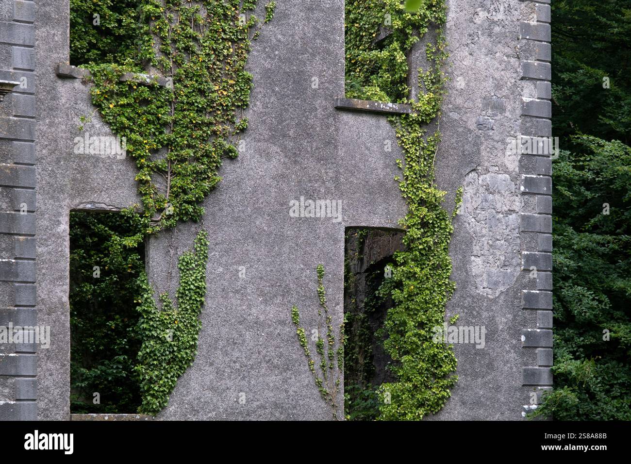 Ivy has overgrown the abandoned Moore Hall ruins Stock Photo - Alamy