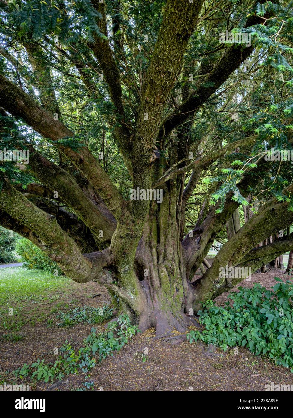 Old tree at Cong Abbey, County Mayo, Ireland Stock Photo - Alamy