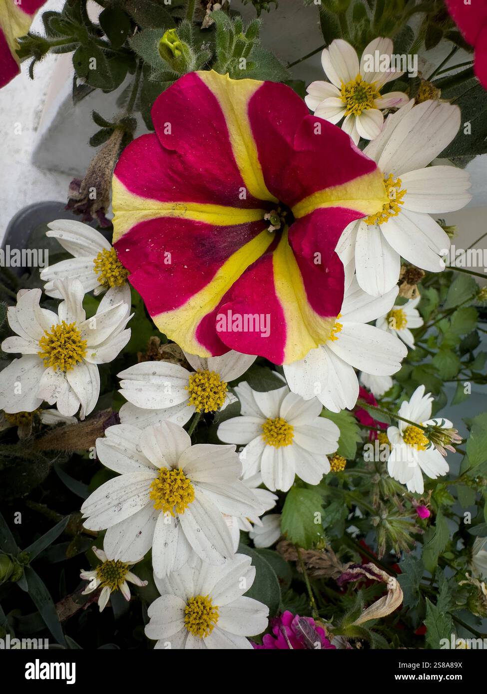 These flowers brighten a street in the Irish village of Cong Stock ...