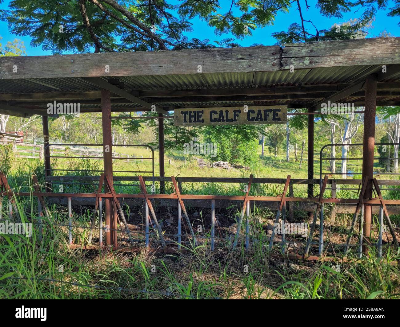 Amusing sign The Calf Café on farmland, Wights Mountain, Queensland ...