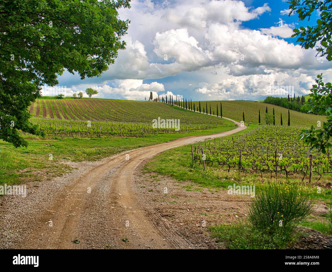 Italy, Tuscany. Chianti Region, winding road through Spring vineyards ...