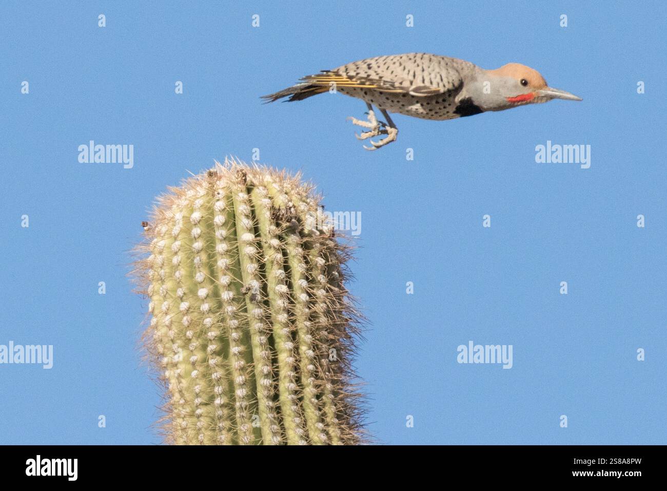 A Gilded Flicker takes off from Saguaro Stock Photo - Alamy