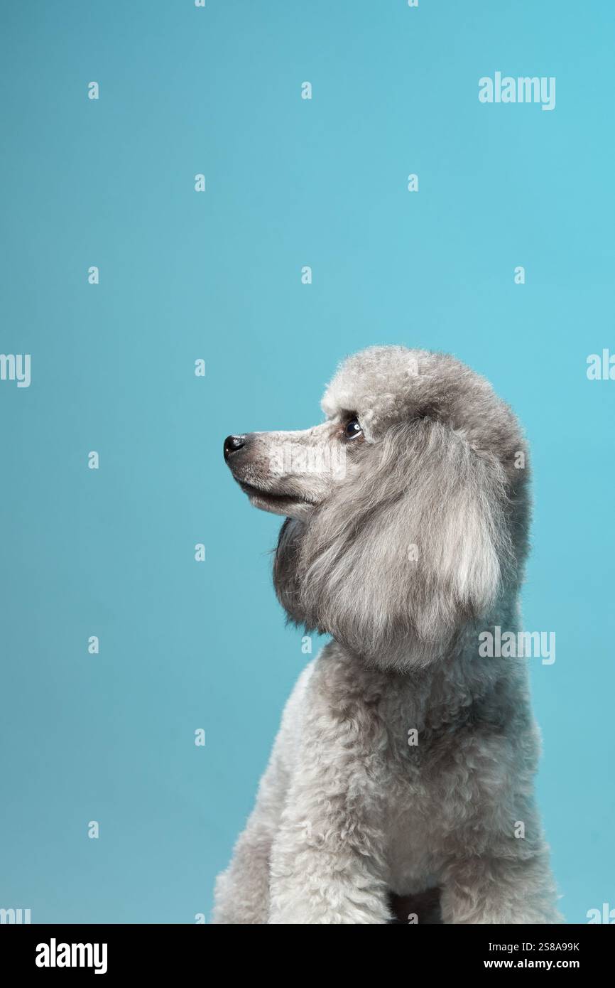 A side profile of a standard poodle showcases its graceful features and ...