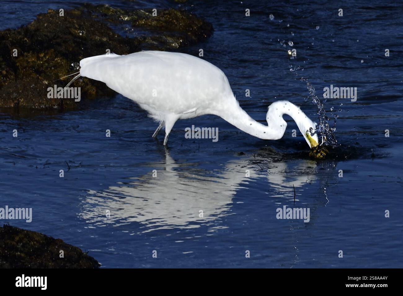 Pacific Grove, California, USA. 21st Jan, 2025. Snowy White Egret's ...