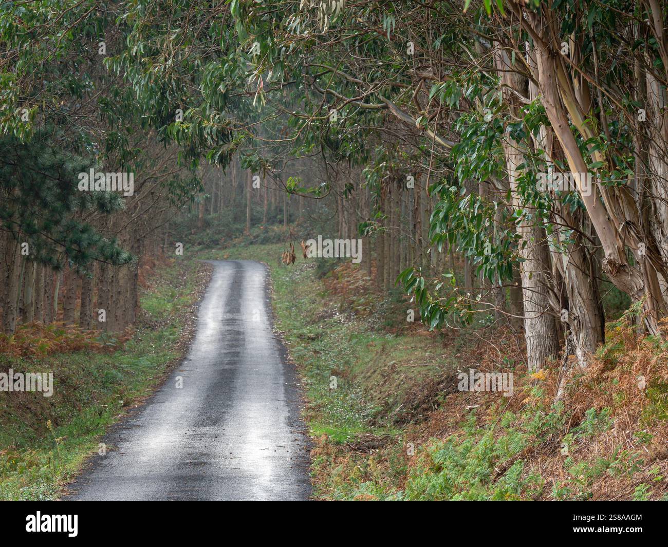 Myrtle grove plantation historical hi-res stock photography and images ...