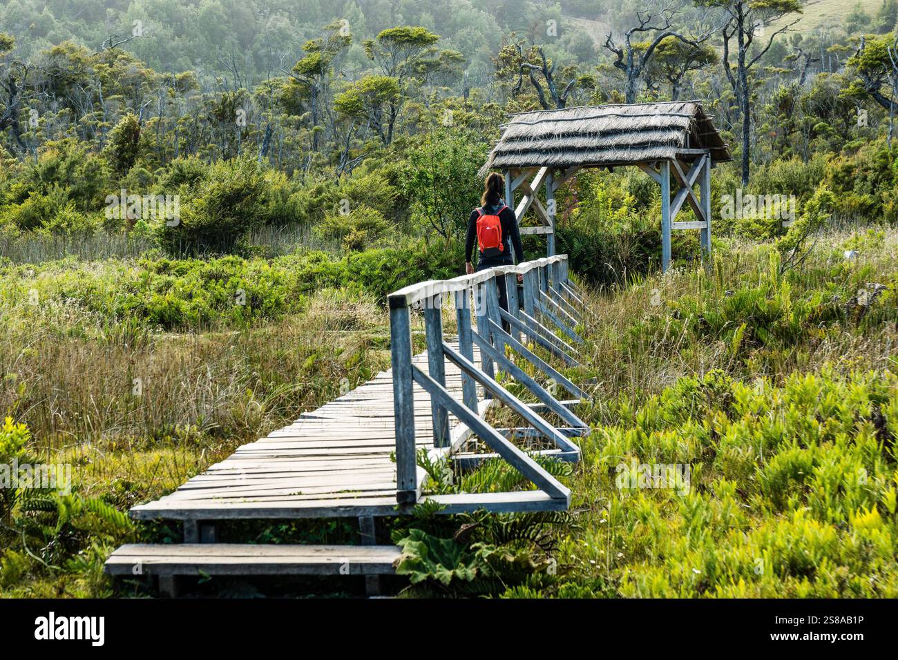peatlands, Chiloé National Park, Cucao, coastal mountain range, Chiloé ...