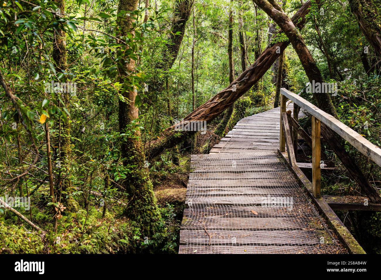 Chiloé National Park, Cucao, coastal mountain range, Chiloé Islands ...