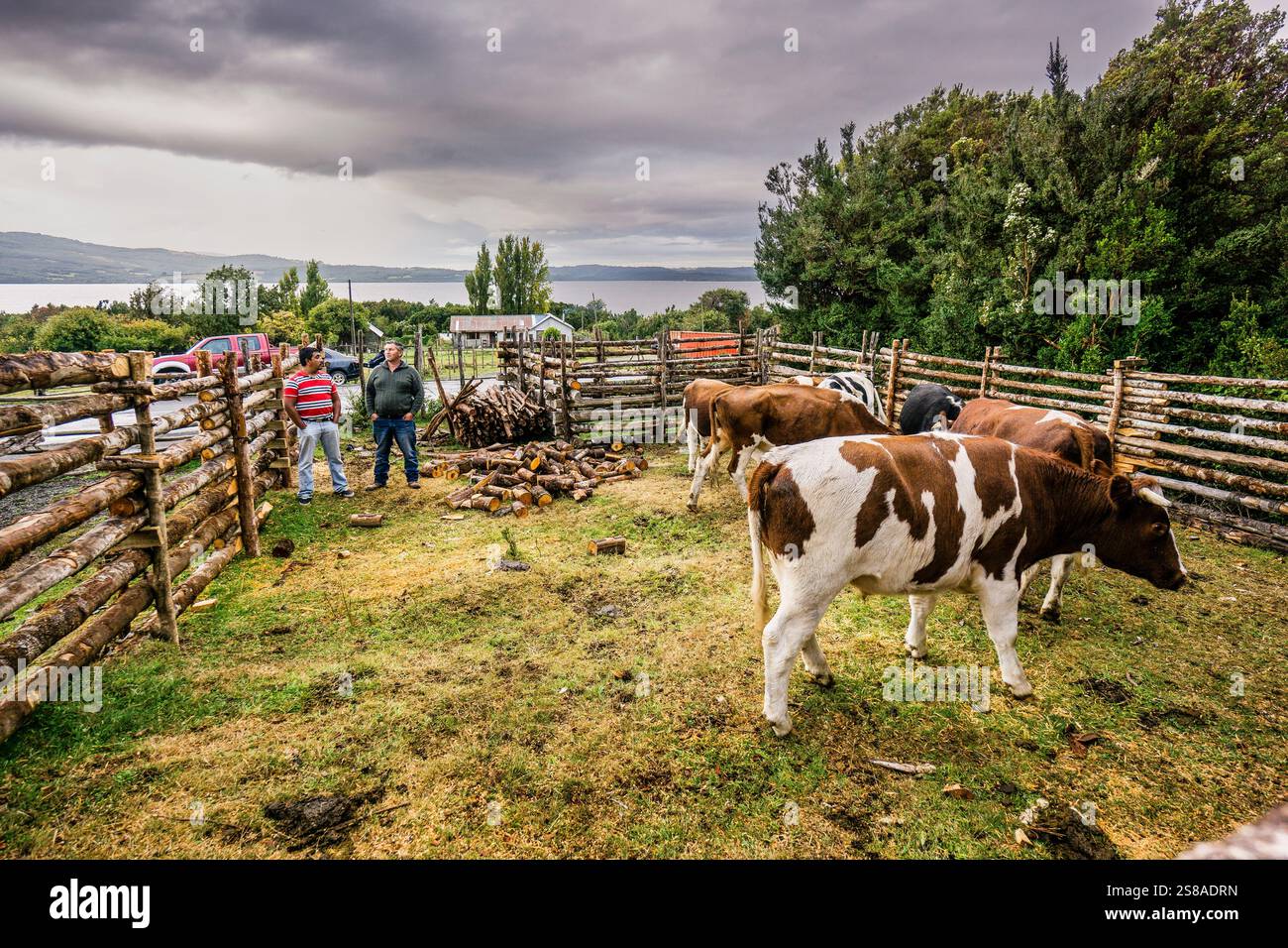 Chilote cattle farmers with their cows, Chiloé Archipelago, Chiloé ...