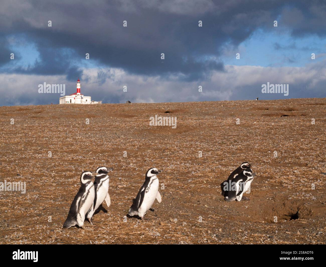 Magellanic penguin colony, -Spheniscus magellanicus-, Magdalena Island ...