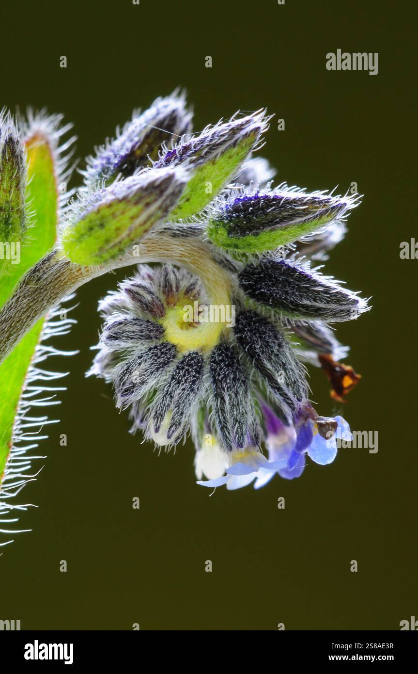 Changing forget-me-not (Myosotis discolor) in flower. Photographed in ...