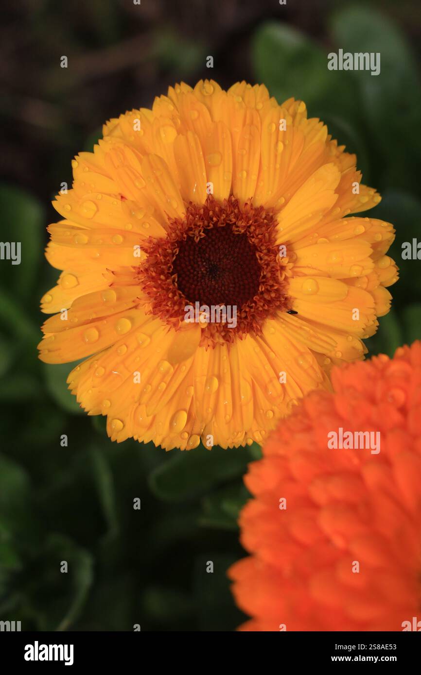 Vibrant macro photograph of a Calendula officinalis (Pot Marigold ...