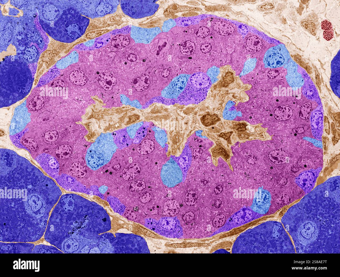 Pancreatic Islet of Langerhans. Coloured transmission electron ...