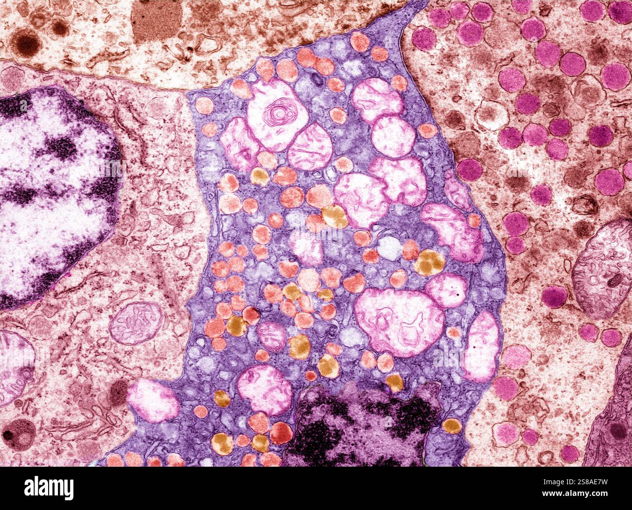 Pancreatic tissue. Coloured transmission electron micrograph (TEM) of a ...