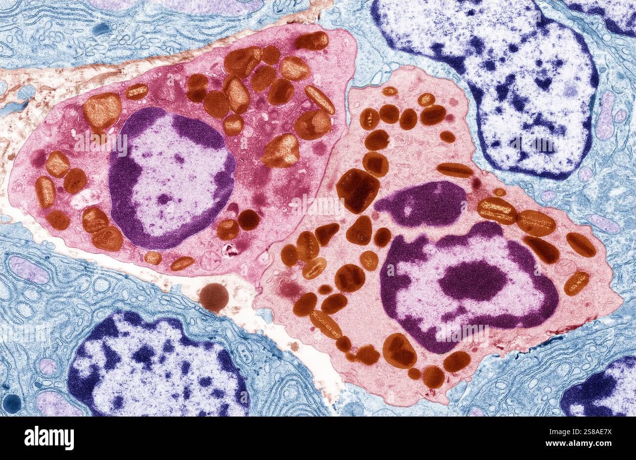 Pancreatic tissue. Coloured transmission electron micrograph (TEM) of a ...
