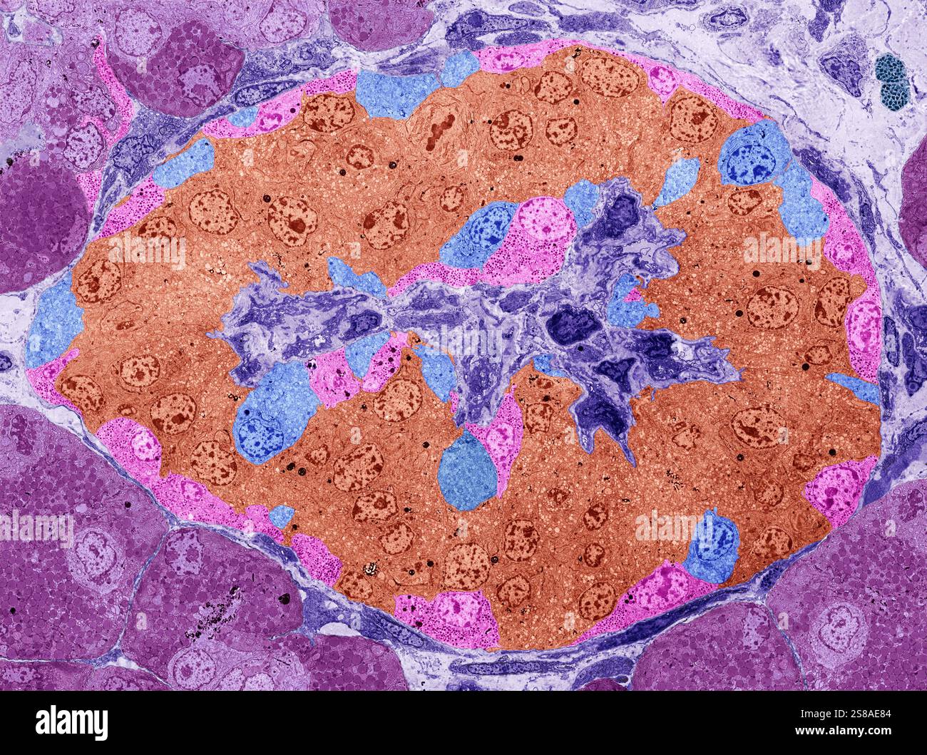 Pancreatic Islet of Langerhans. Coloured transmission electron ...