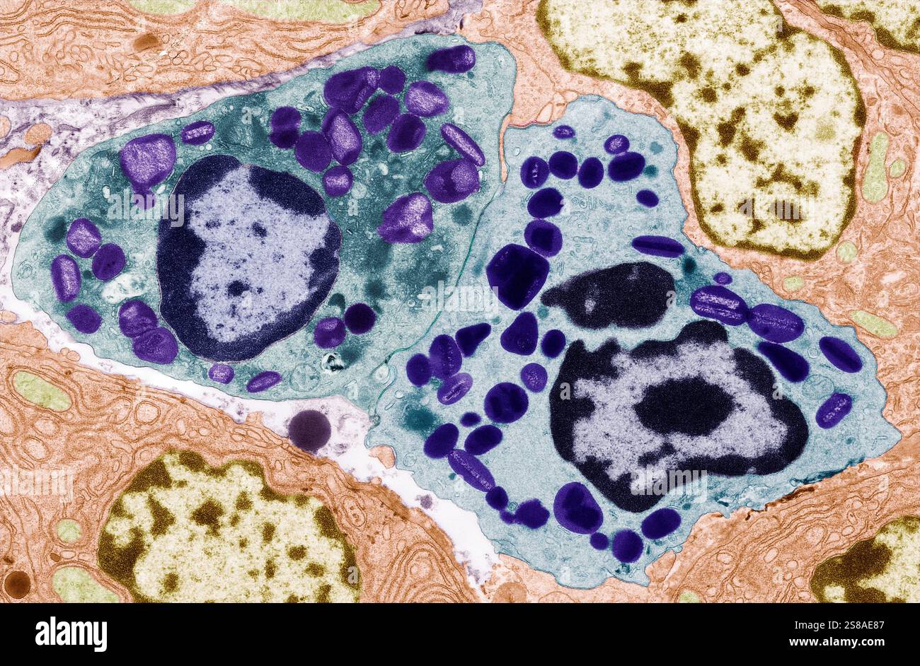 Pancreatic tissue. Coloured transmission electron micrograph (TEM) of a ...