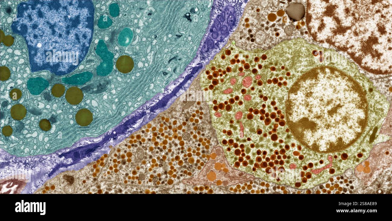Pancreatic cells. Coloured transmission electron micrograph (TEM) of ...