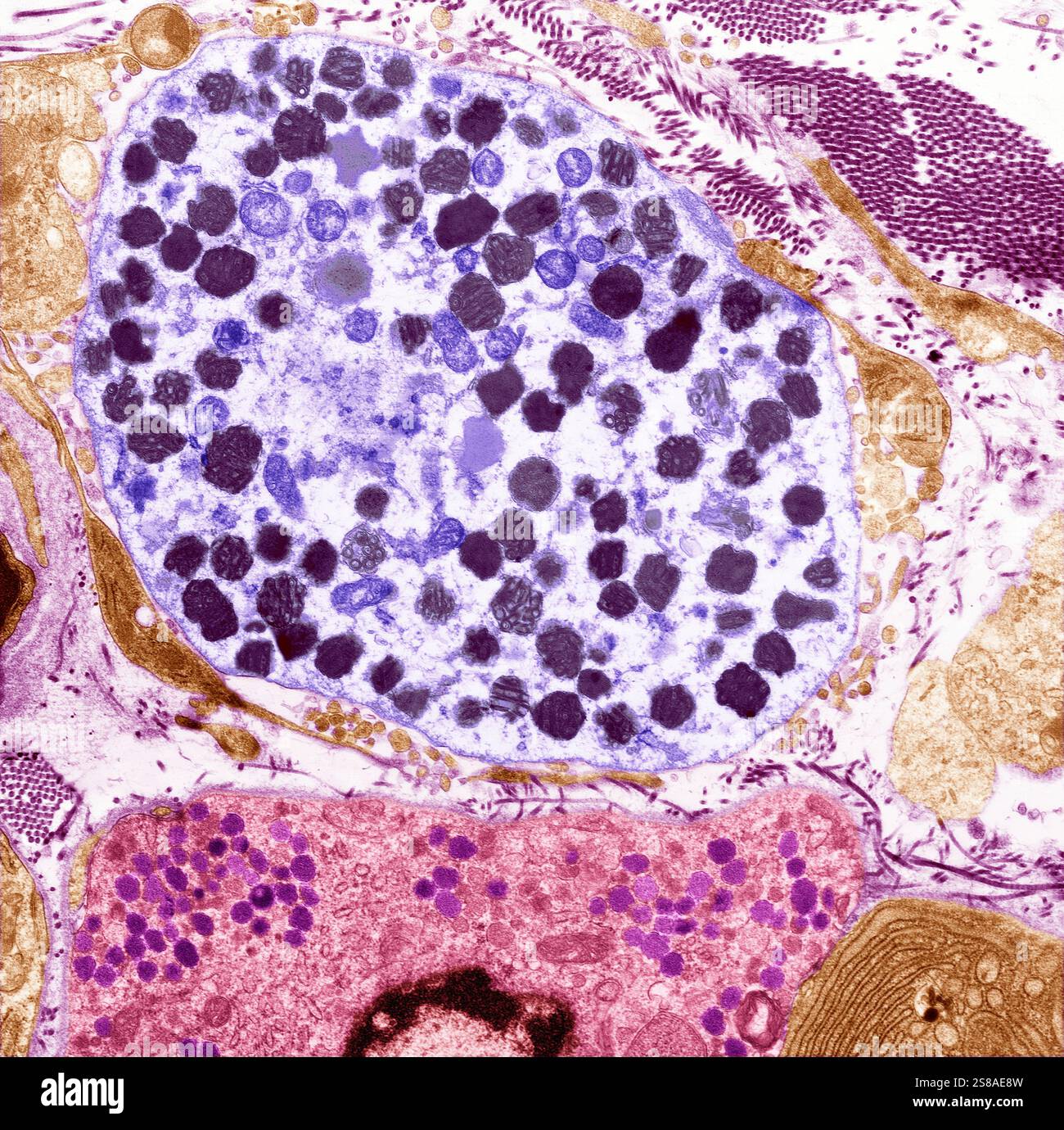 Pancreatic tissue. Coloured transmission electron micrograph (TEM) of a ...