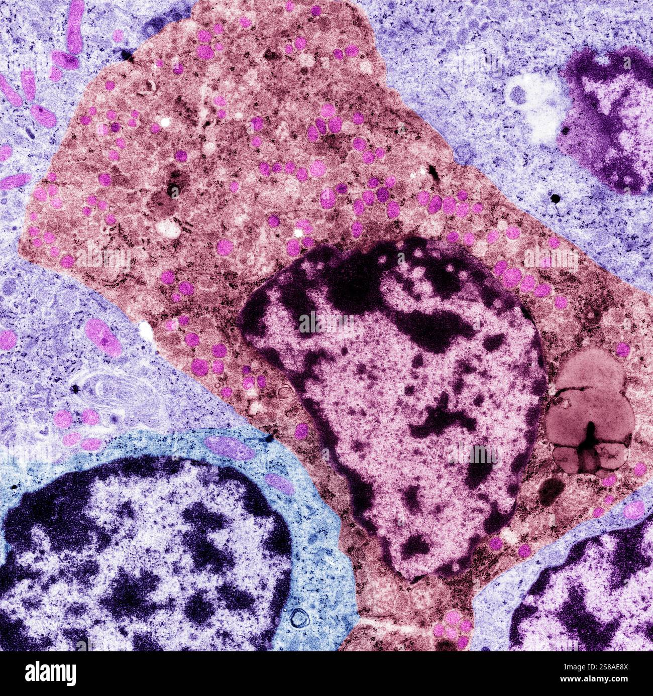 Pancreatic tissue. Coloured transmission electron micrograph (TEM) of a ...