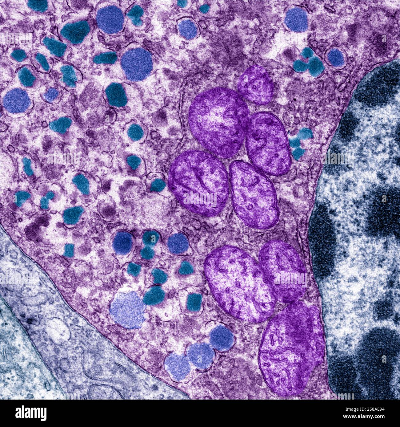 Pancreatic islet cells. Coloured transmission electron micrograph (TEM ...