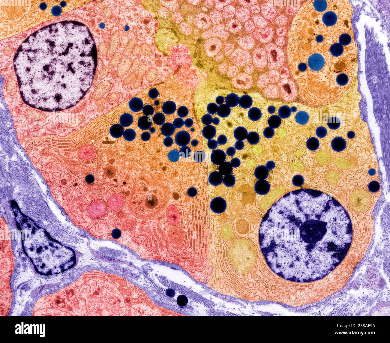 Pancreas tissue. Transmission electron micrograph (TEM) of part of the ...