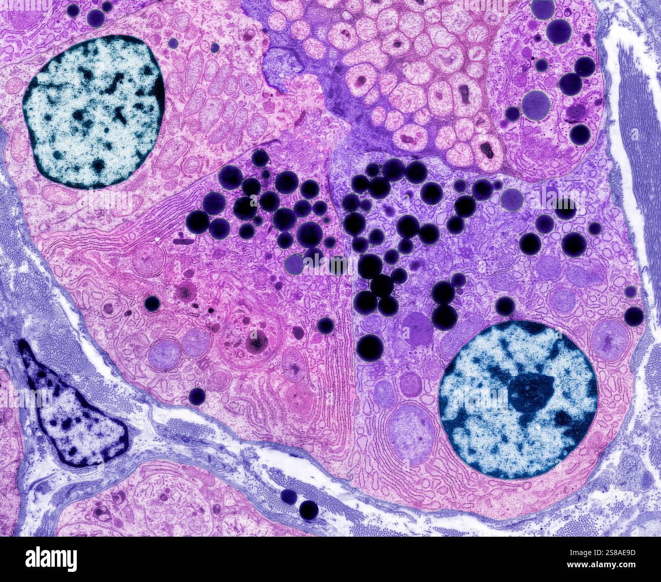 Pancreas tissue. Transmission electron micrograph (TEM) of part of the ...