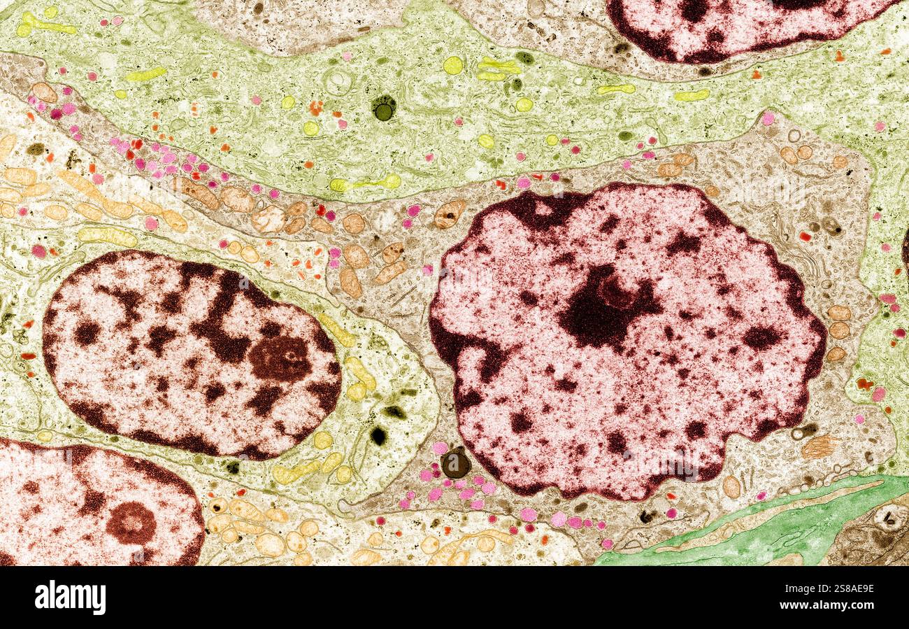 Pancreatic tissue. Coloured transmission electron micrograph (TEM) of a ...