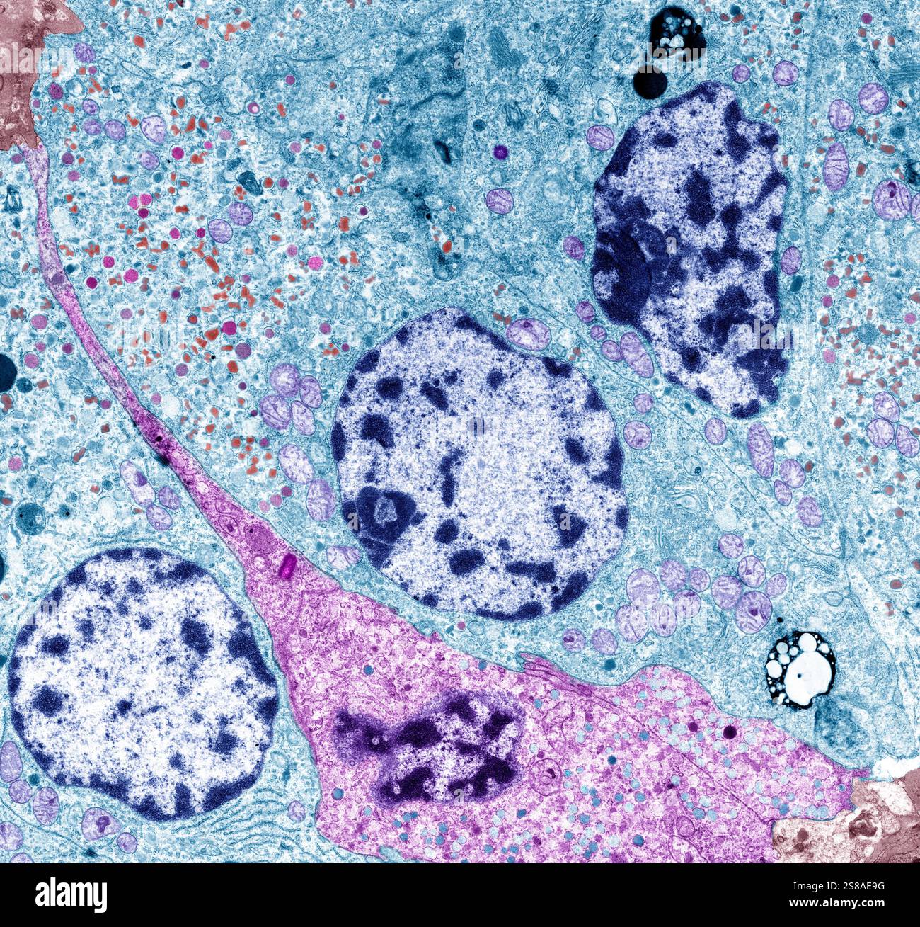 Pancreatic islet cells. Coloured transmission electron micrograph (TEM ...