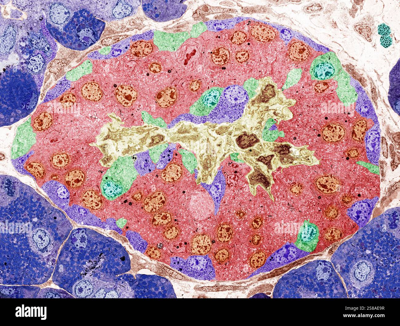 Pancreatic Islet of Langerhans. Coloured transmission electron ...