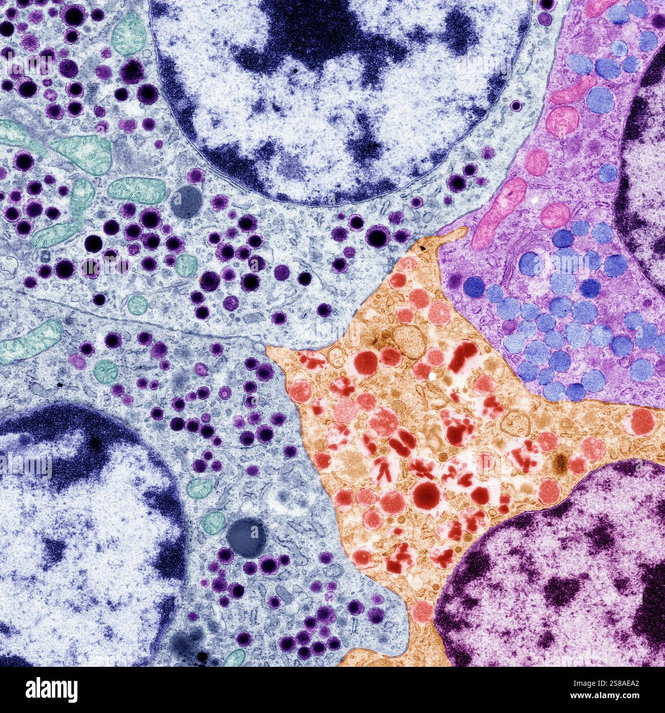 Pancreatic islet cells. Coloured transmission electron micrograph (TEM ...