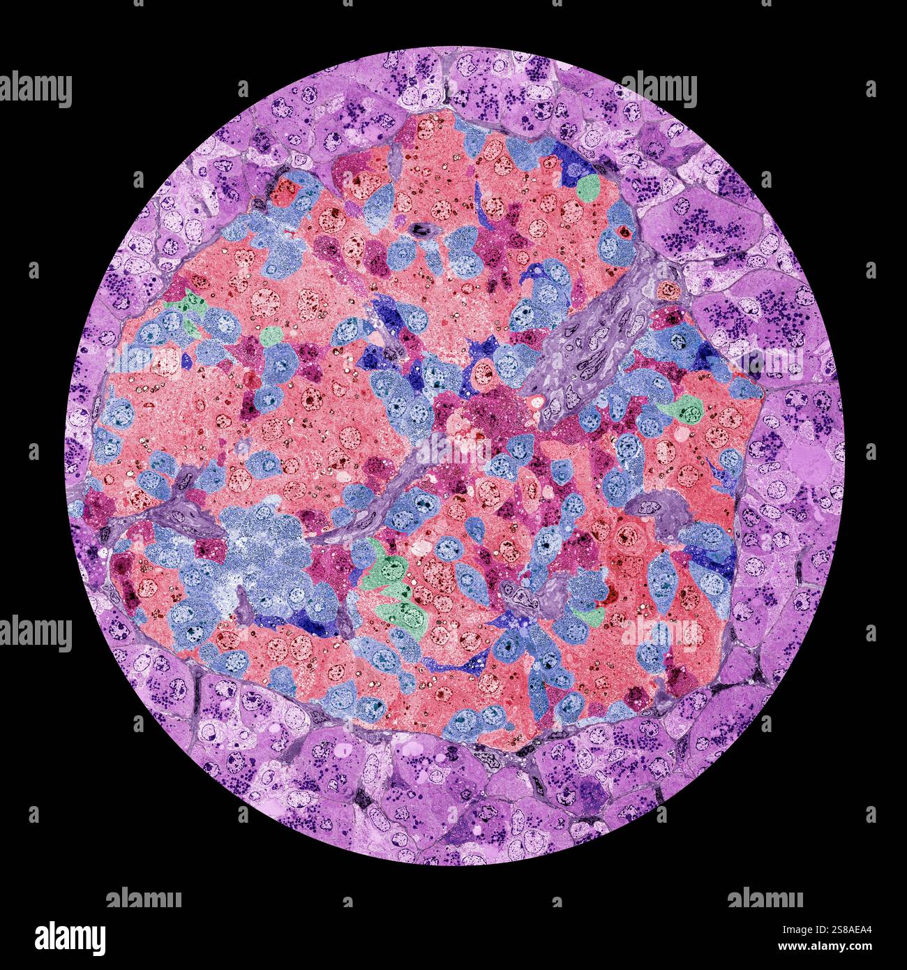 Pancreatic tissue. Coloured transmission electron micrograph (TEM) of a ...
