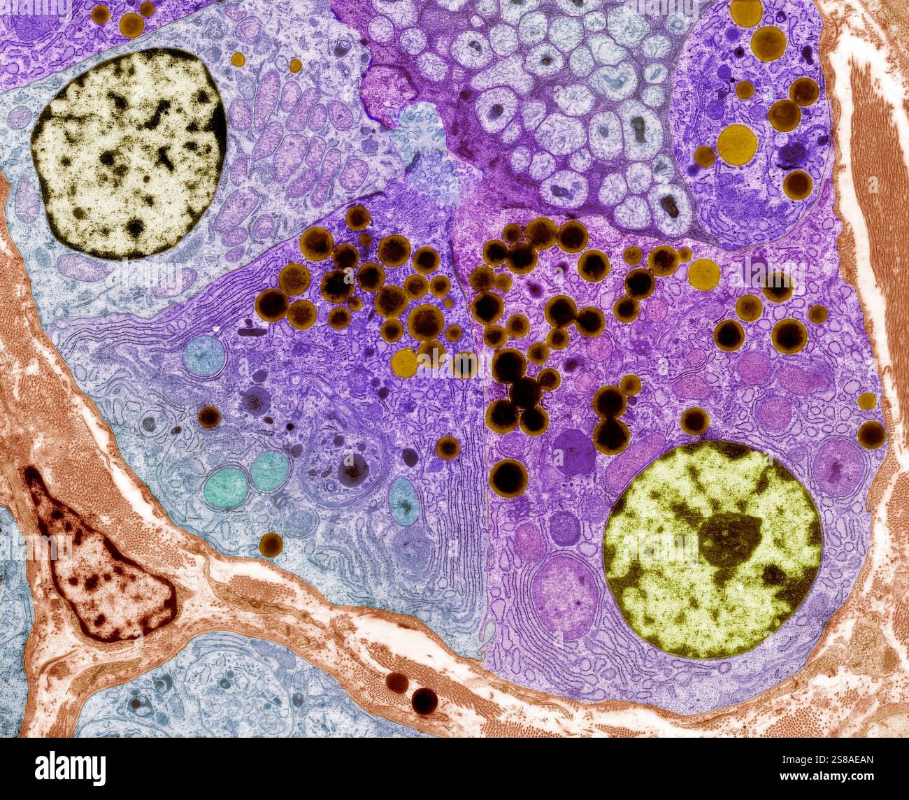 Pancreas tissue. Transmission electron micrograph (TEM) of part of the ...