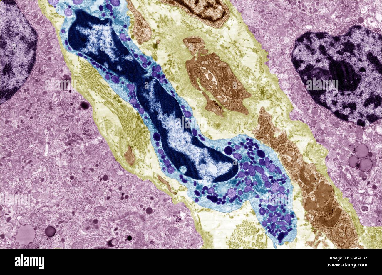 Pancreatic tissue. Coloured transmission electron micrograph (TEM) of a ...