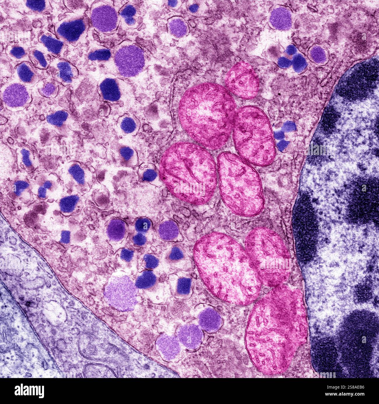 Pancreatic islet cells. Coloured transmission electron micrograph (TEM ...